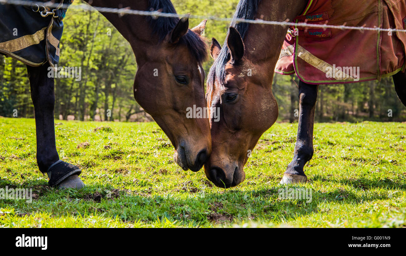 Greeting one another hi-res stock photography and images - Alamy