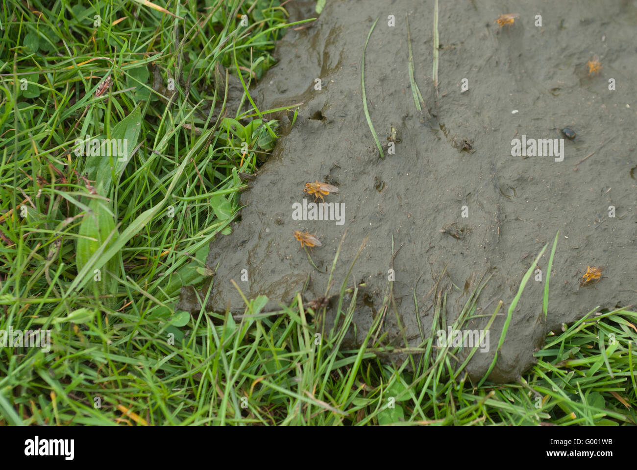 Cowpat flies hi-res stock photography and images - Alamy