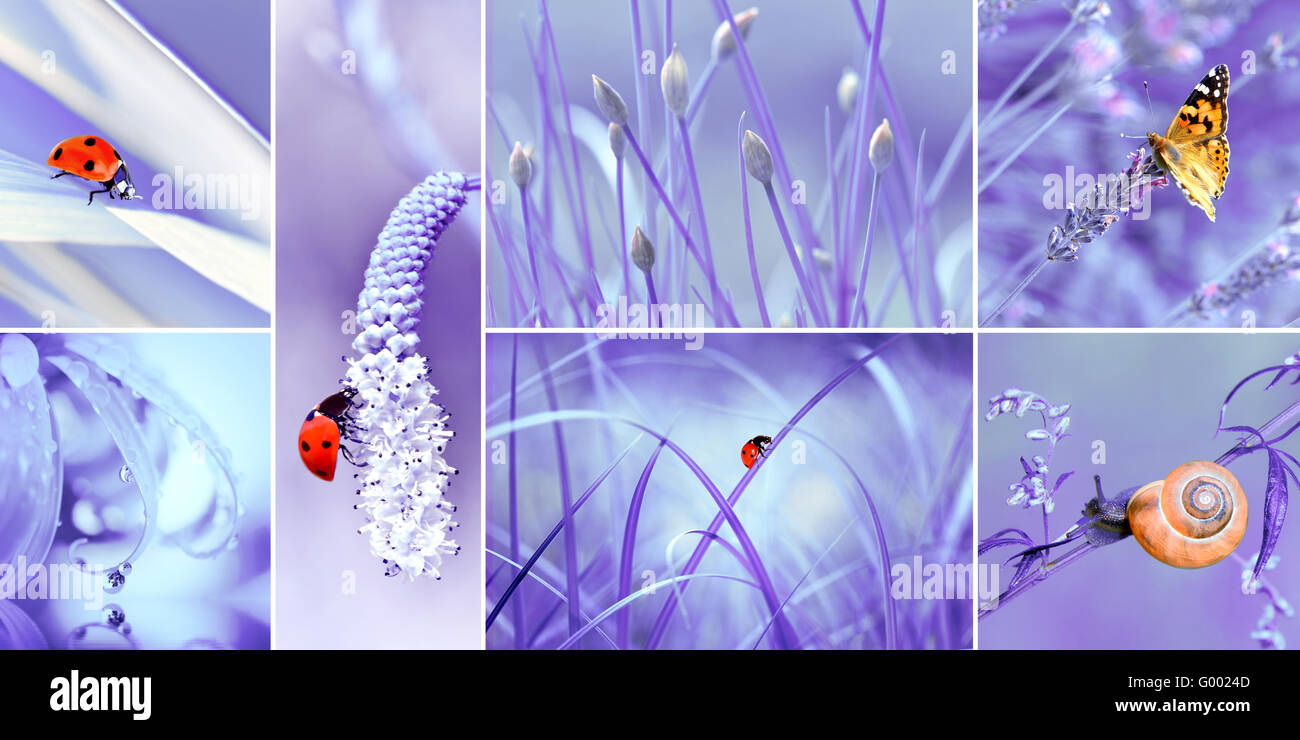 Lila collage hi-res stock photography and images - Alamy