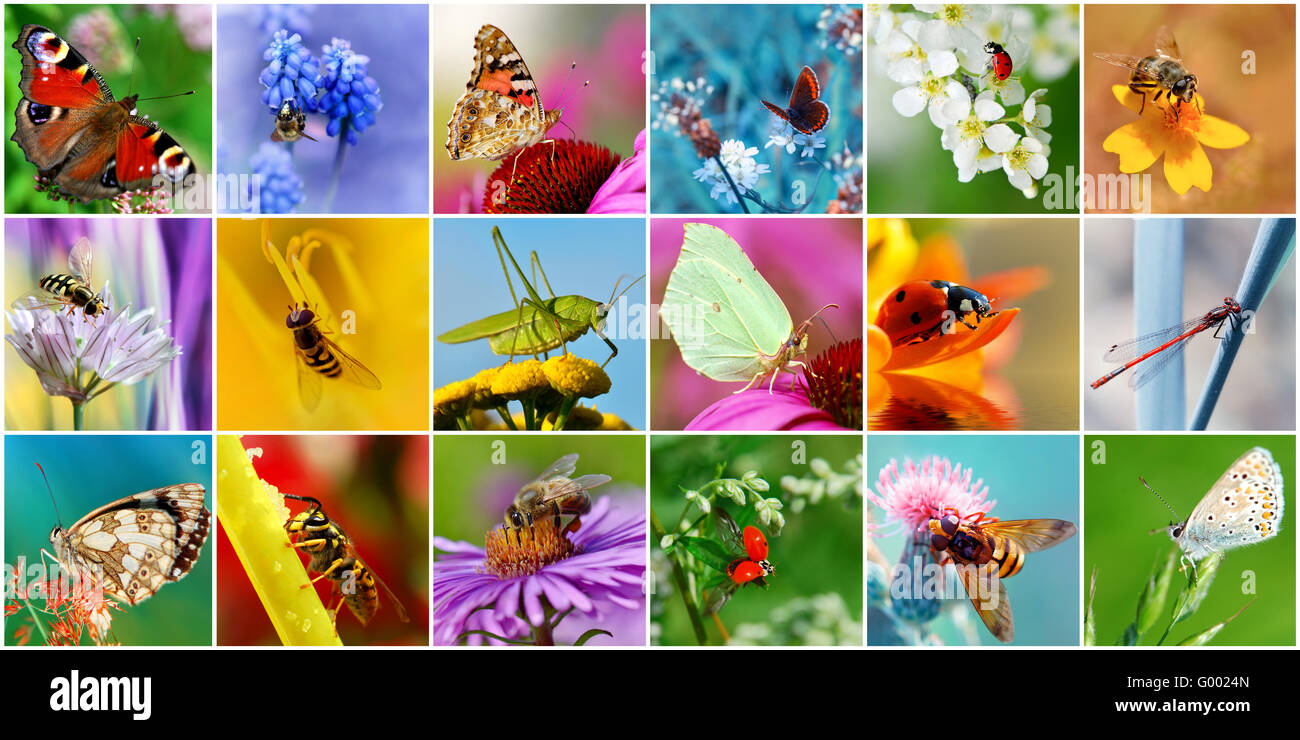 Insect Collage High Resolution Stock Photography and Images - Alamy