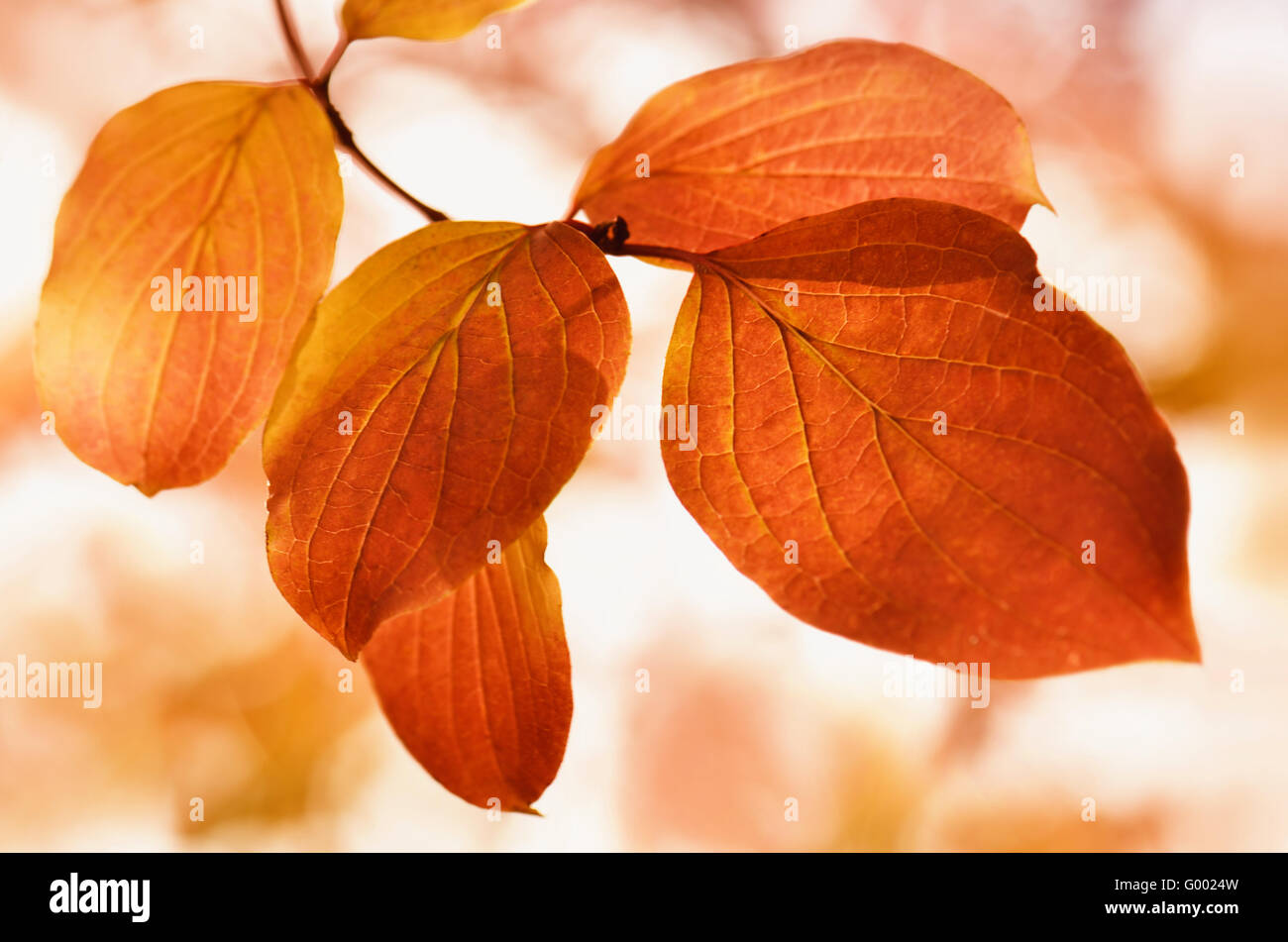 Twig leaves hi-res stock photography and images - Alamy