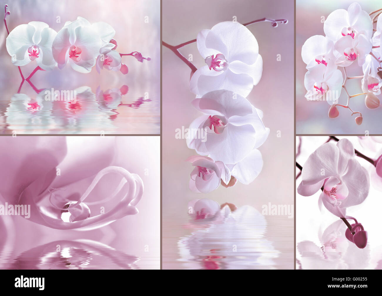 Orchid Collage Stock Photo - Alamy