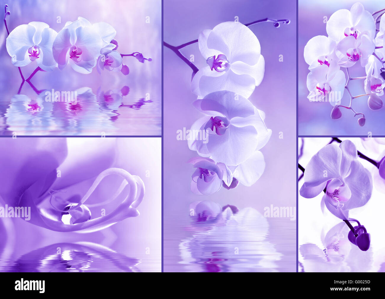 Orchideen collage hi-res stock photography and images - Alamy