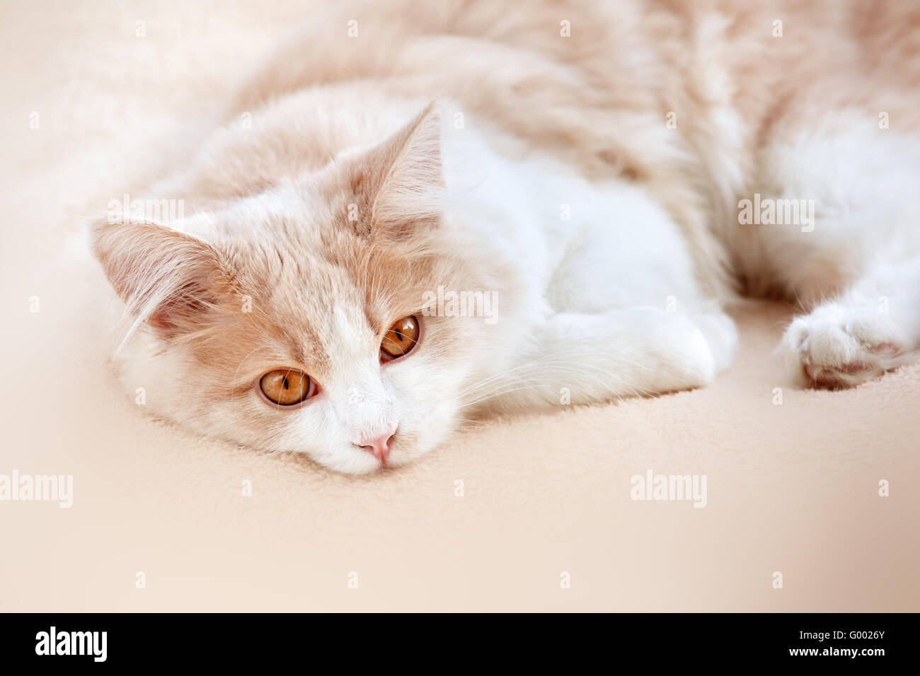 cat on a beige background Stock Photo - Alamy