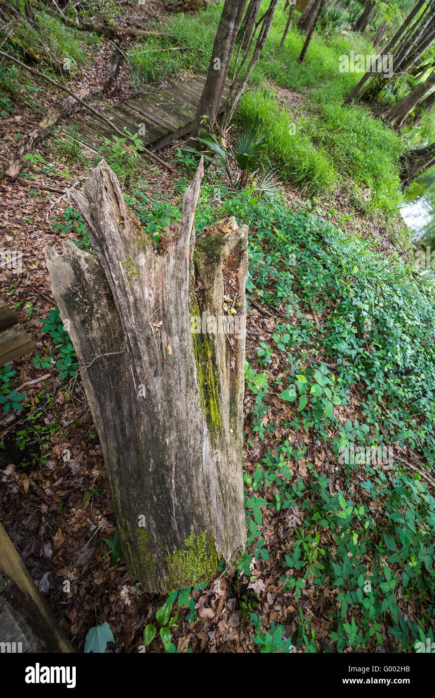 Poe Springs Park features a freshwater spring flowing out to the nearby ...