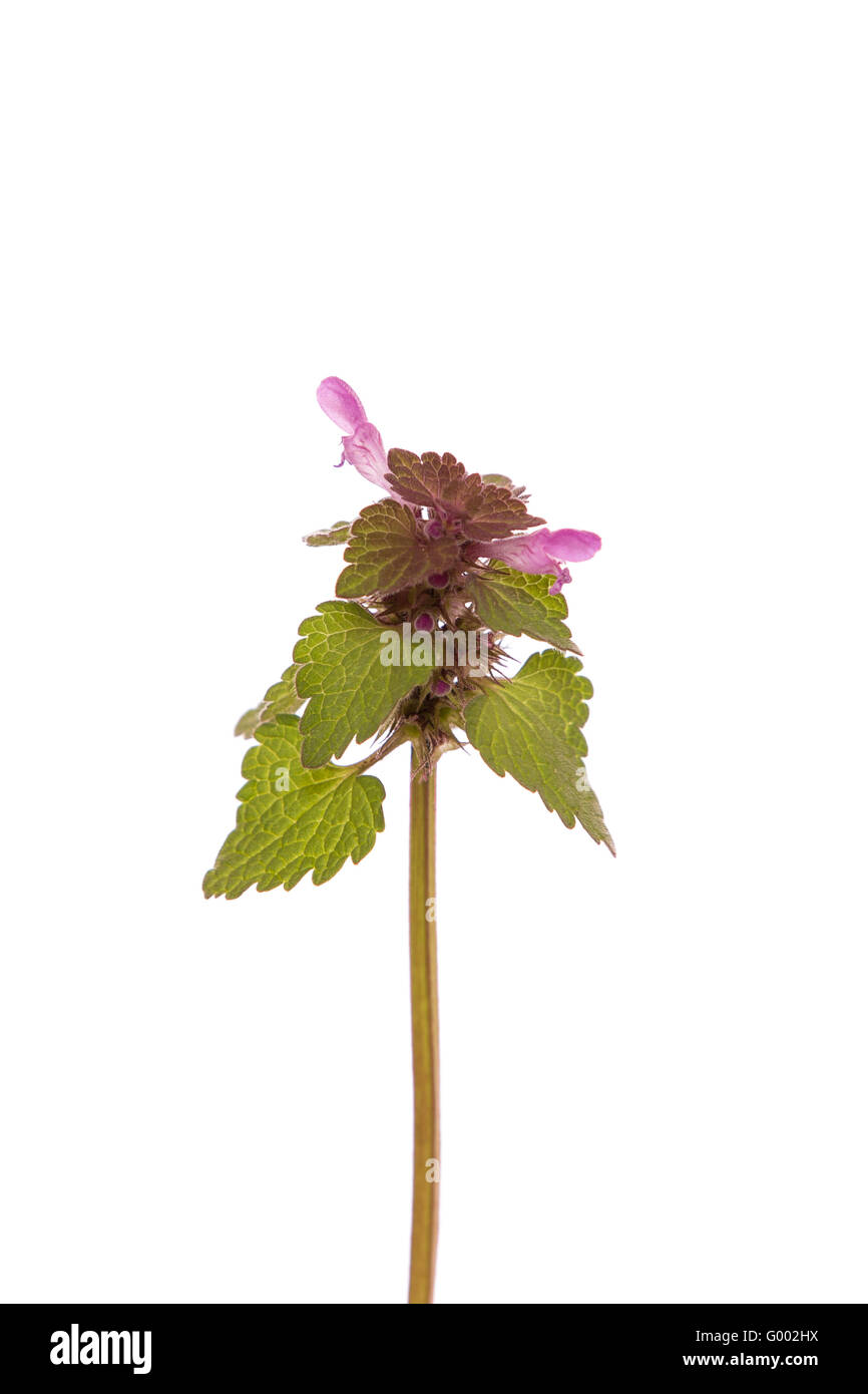 Purple dead nettle flower Stock Photo - Alamy