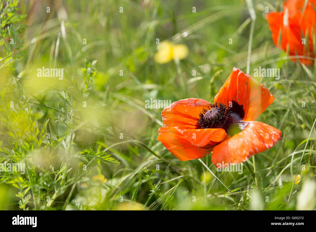 Coquelicot flower hi-res stock photography and images - Alamy