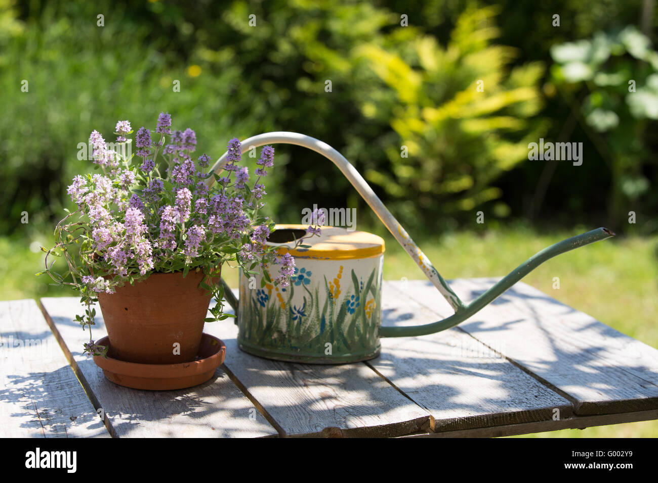 Watering can and flower Stock Photo - Alamy