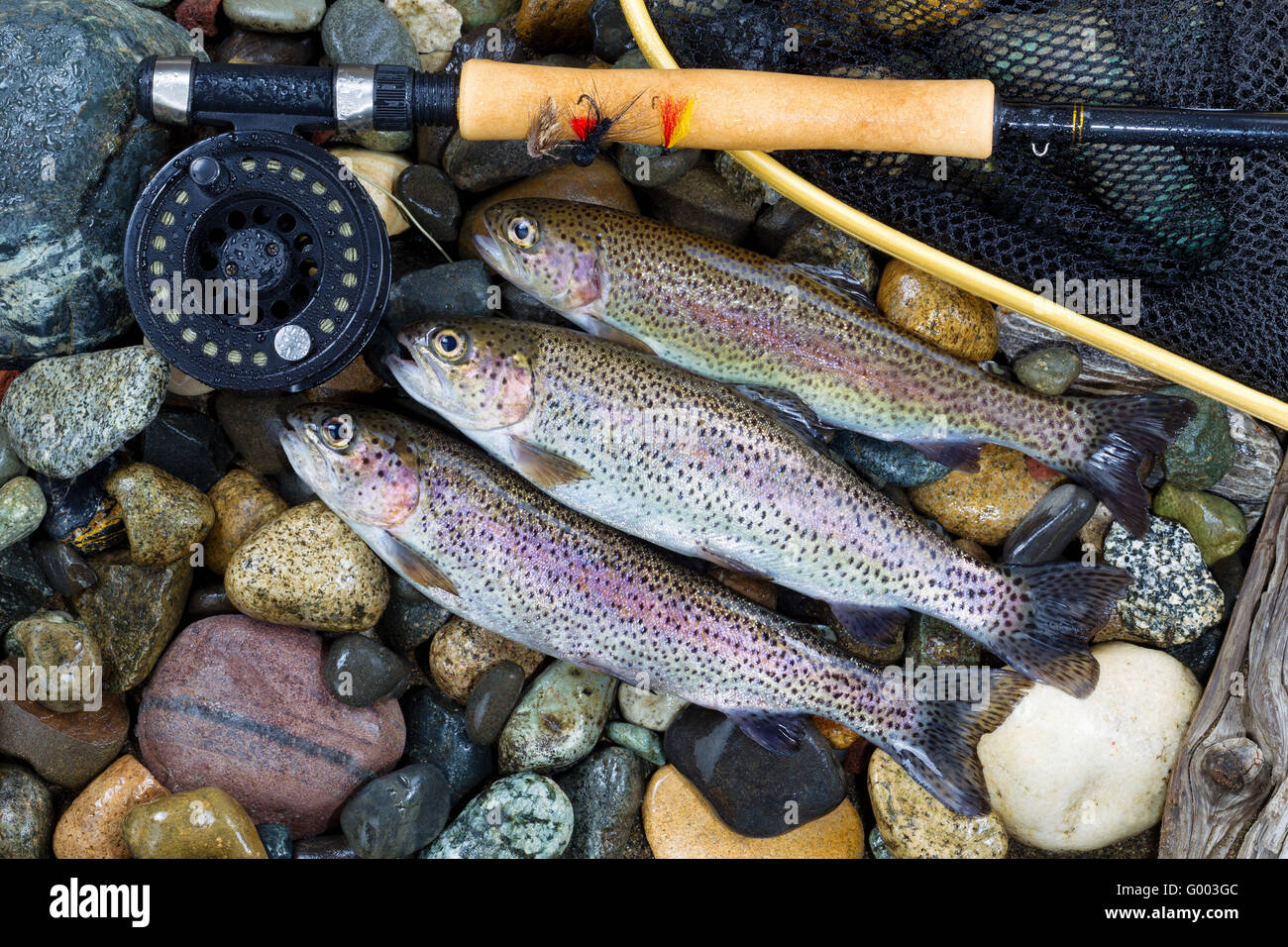 Trout Fishing Success Stock Photo - Alamy