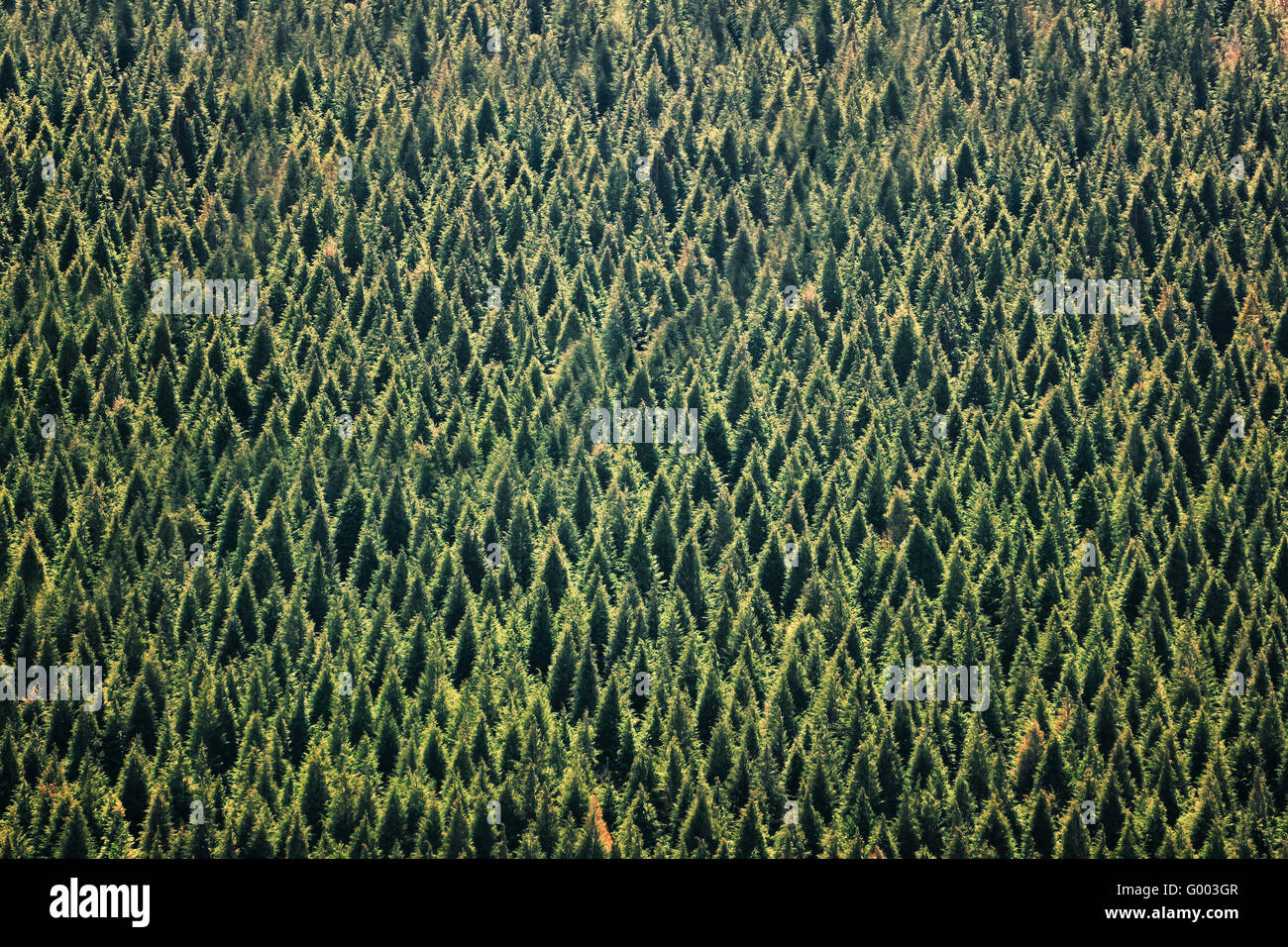 background of forest with pines tree pattern Stock Photo - Alamy