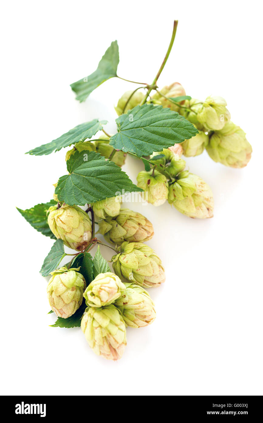 Hop stem hi-res stock photography and images - Alamy