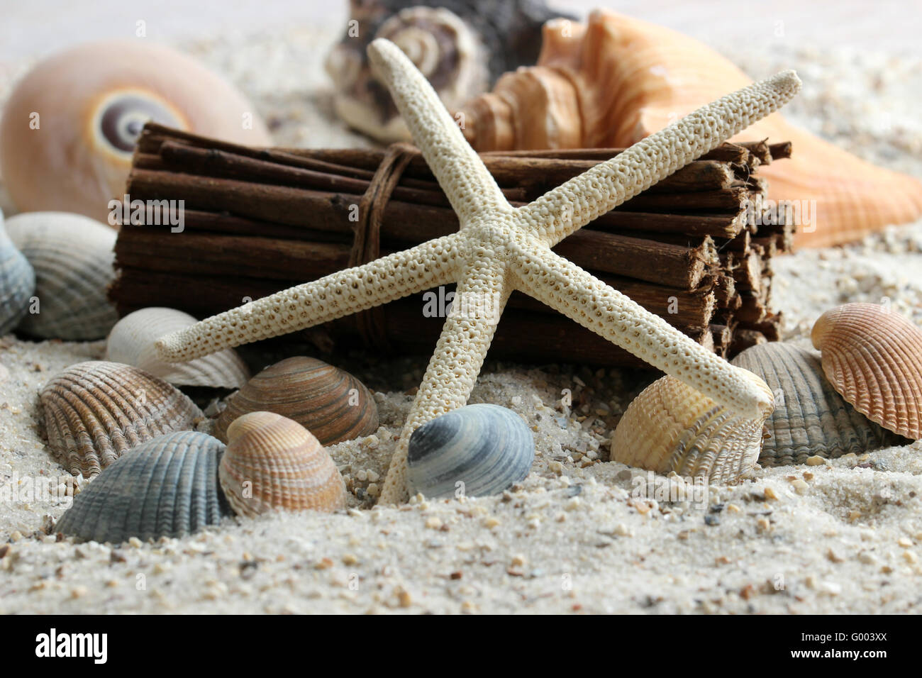 Beach - sea shells Stock Photo - Alamy
