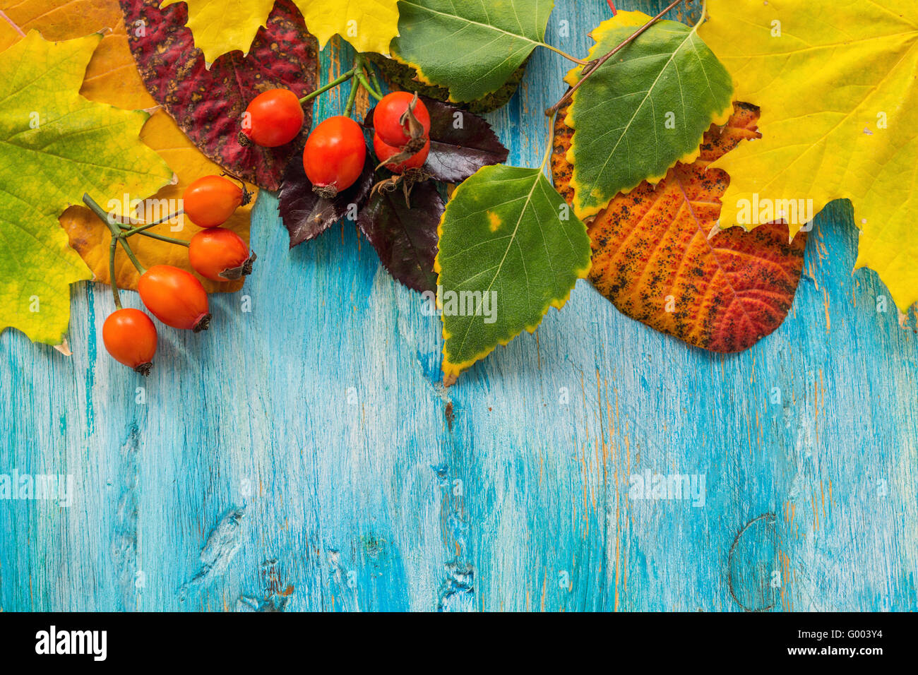 Leaves and beautiful leaves hi-res stock photography and images - Alamy