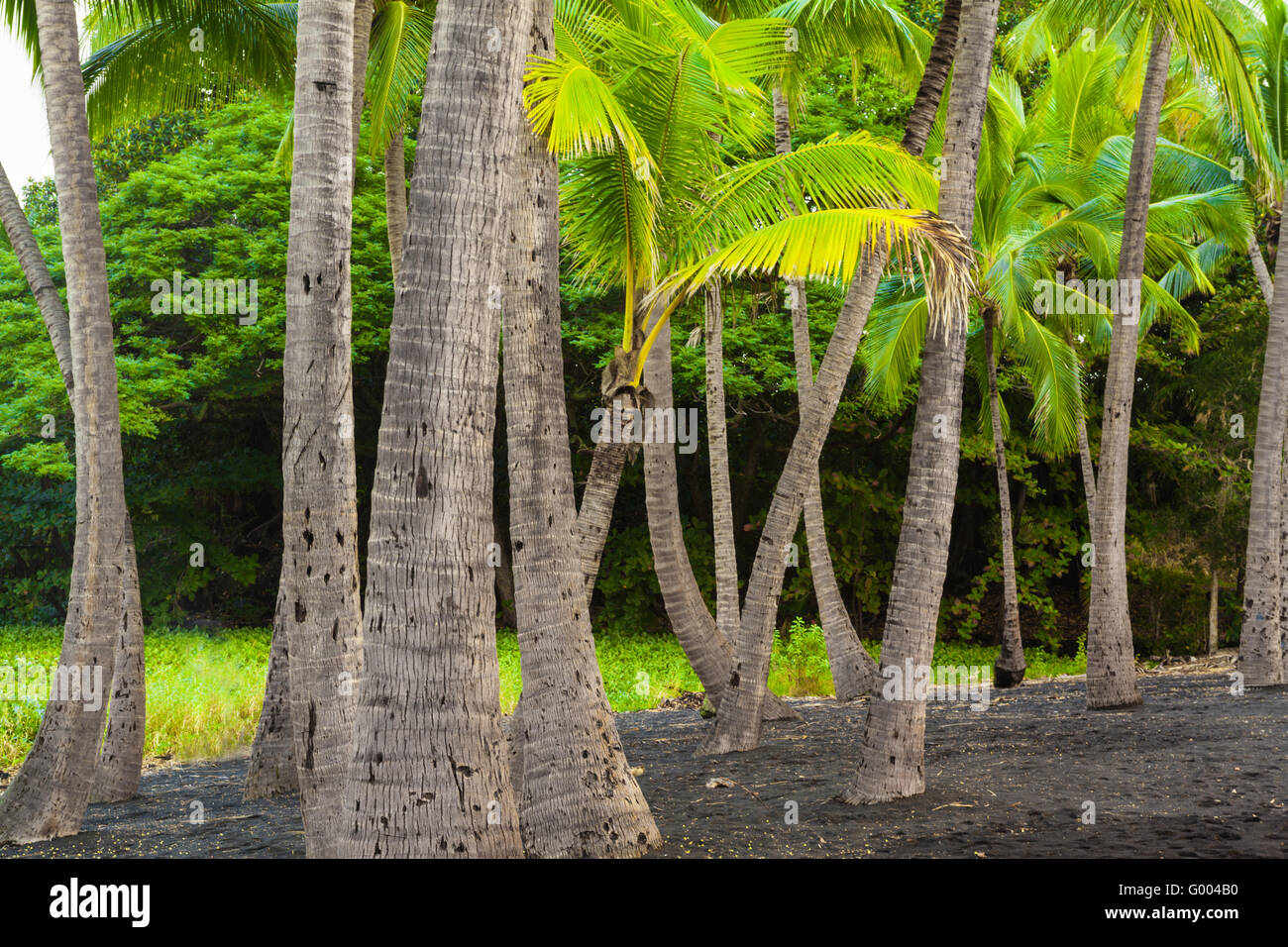 Palm tree grove Stock Photo - Alamy