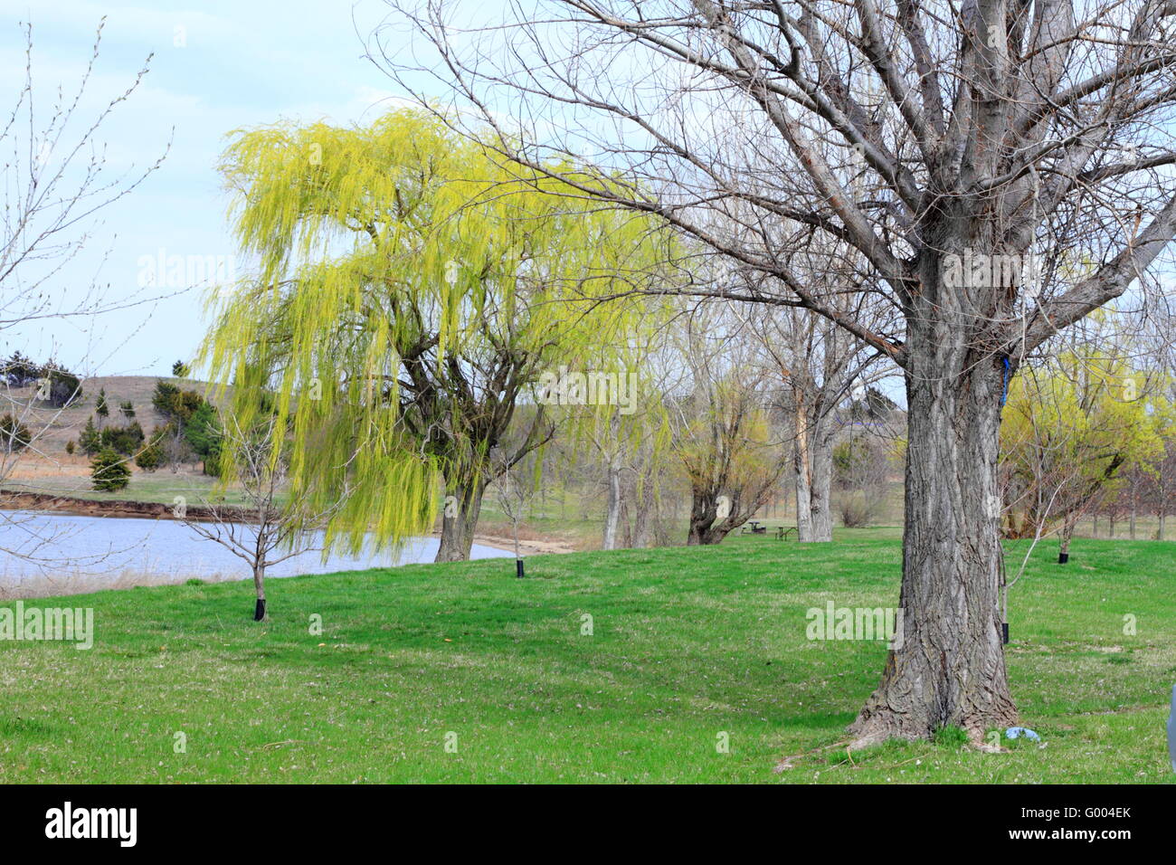 Beautiful willow tree growing near lake Stock Photo - Alamy