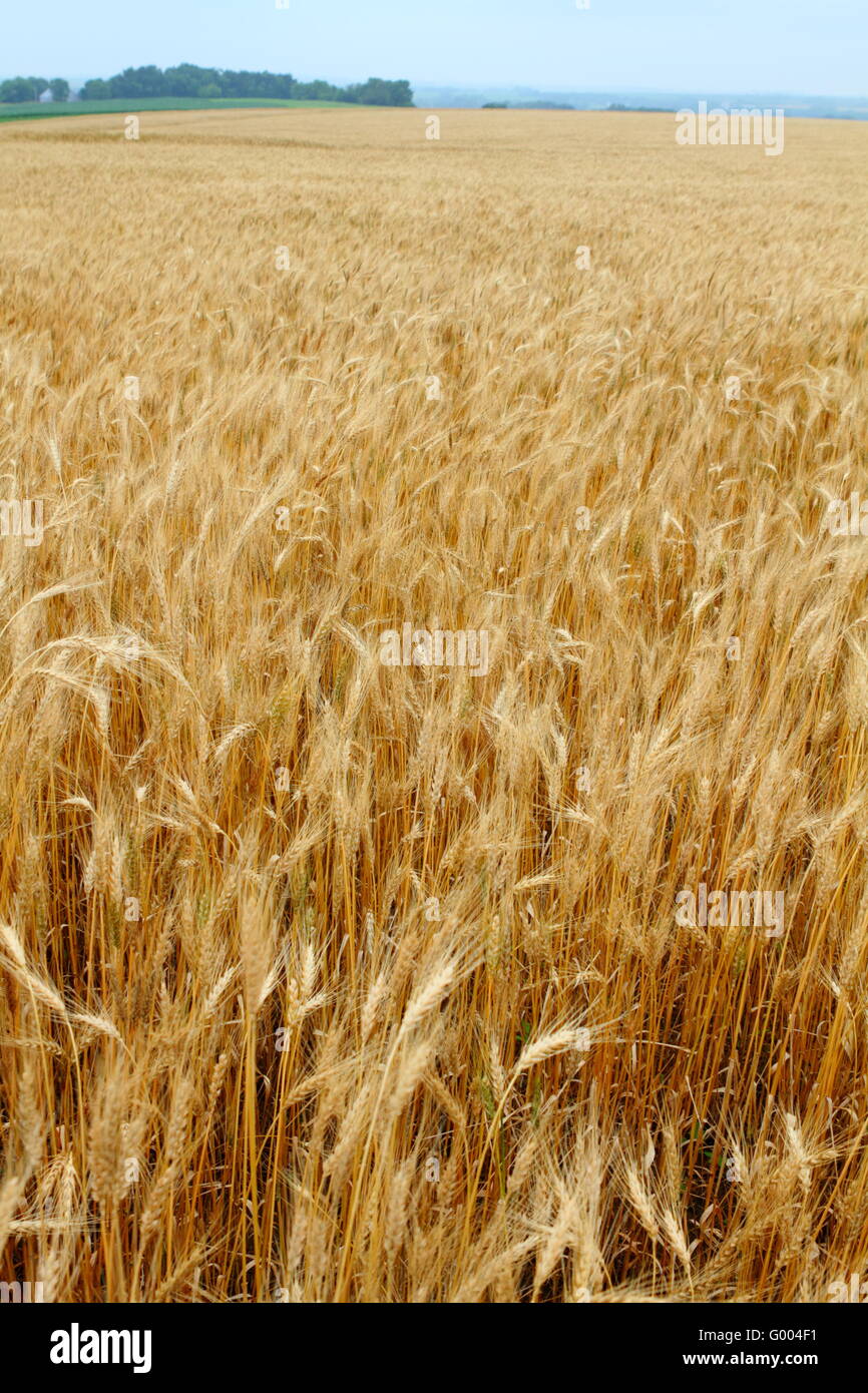 Golden wheat field midwest hi-res stock photography and images - Alamy