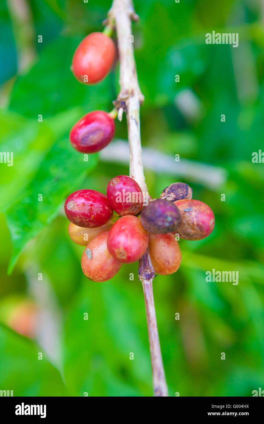 Coffee growing hi-res stock photography and images - Alamy