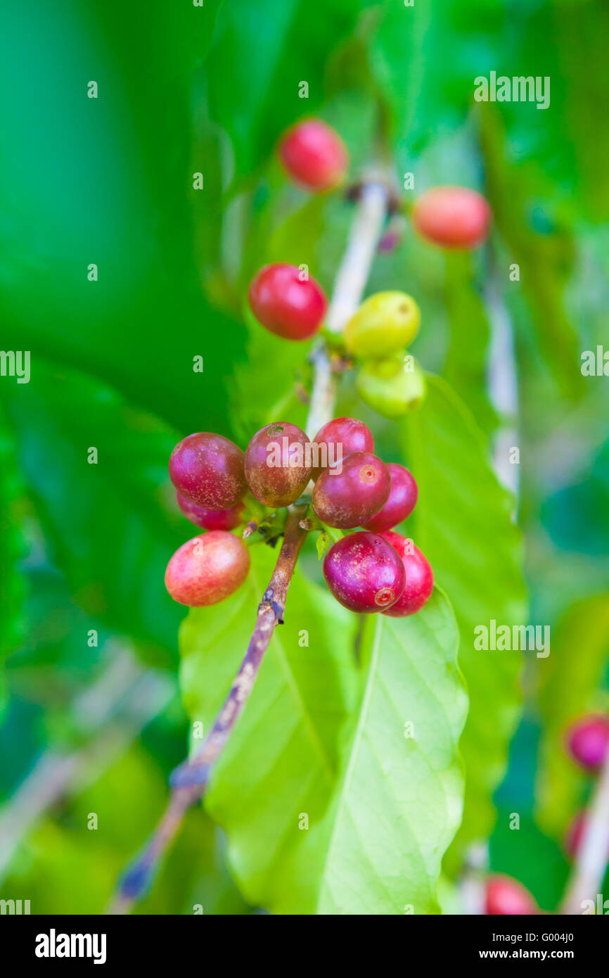 Coffee cherries growing on the coffee tree Stock Photo - Alamy