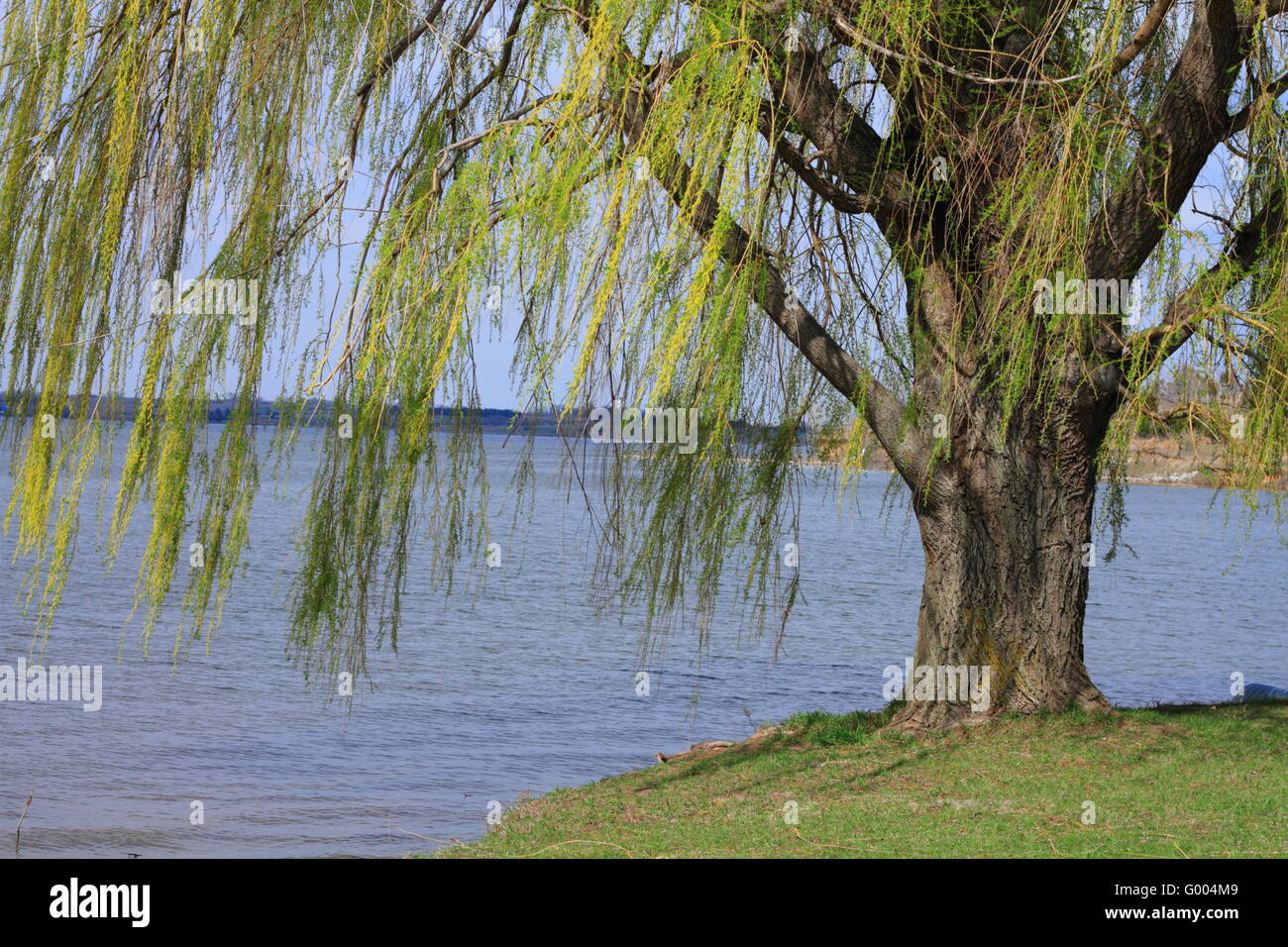 Growing grass tree hi-res stock photography and images - Alamy