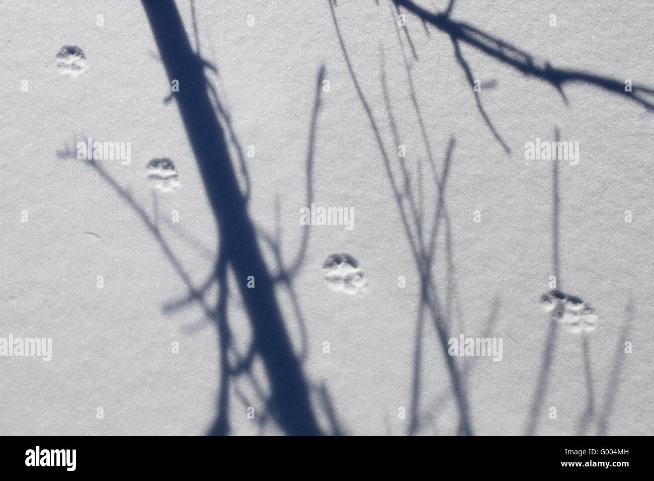 Black and white animal tracks hi-res stock photography and images - Alamy