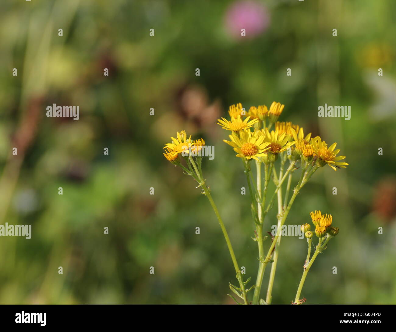 Blossoms of the ragwort (Senecio jacobaea Stock Photo - Alamy