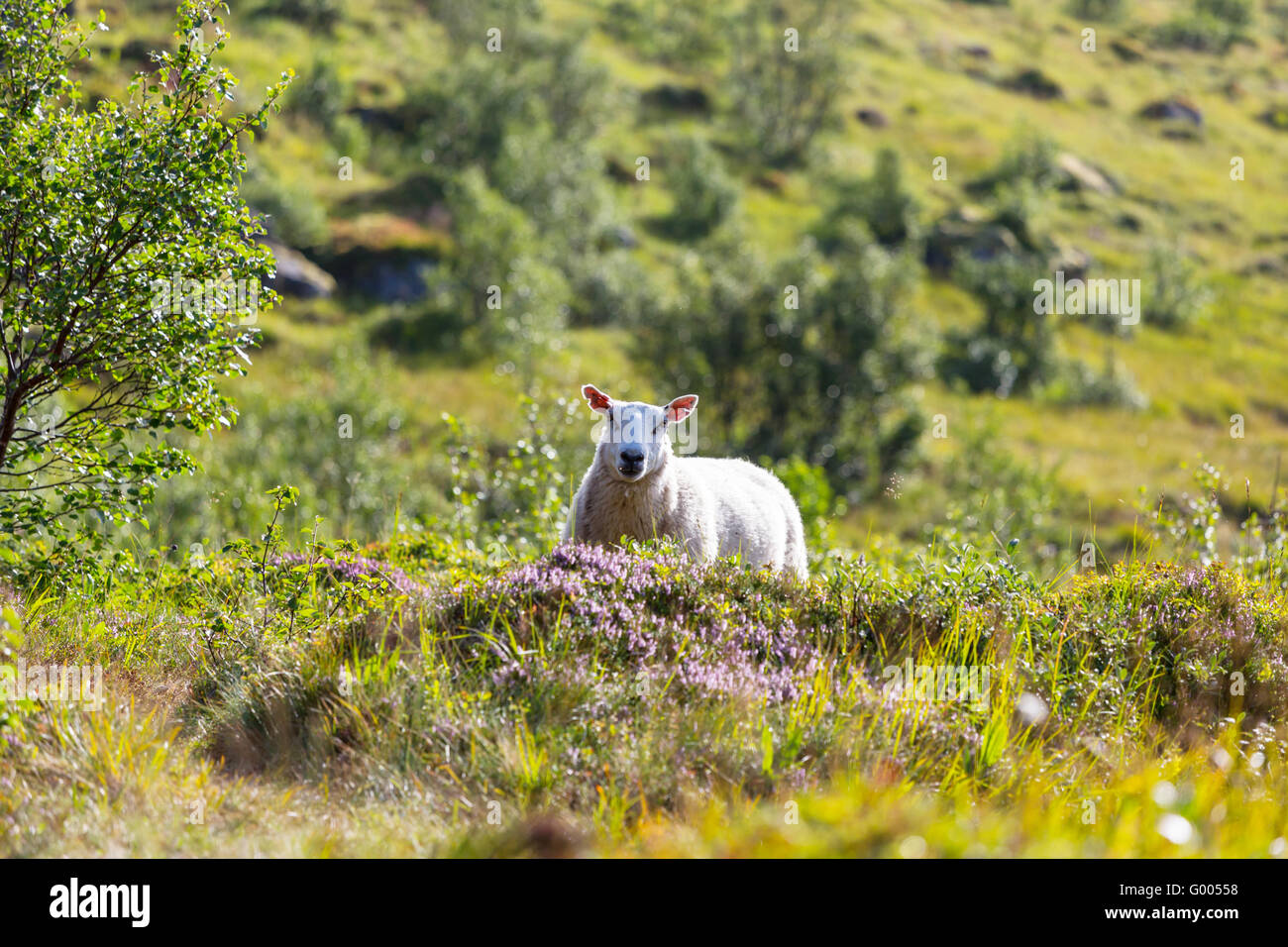 Sheep in Norway Stock Photo - Alamy