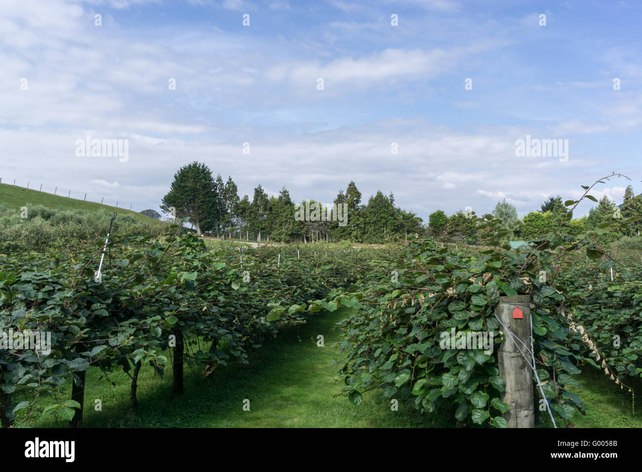 New zealand agrodome hi-res stock photography and images - Alamy