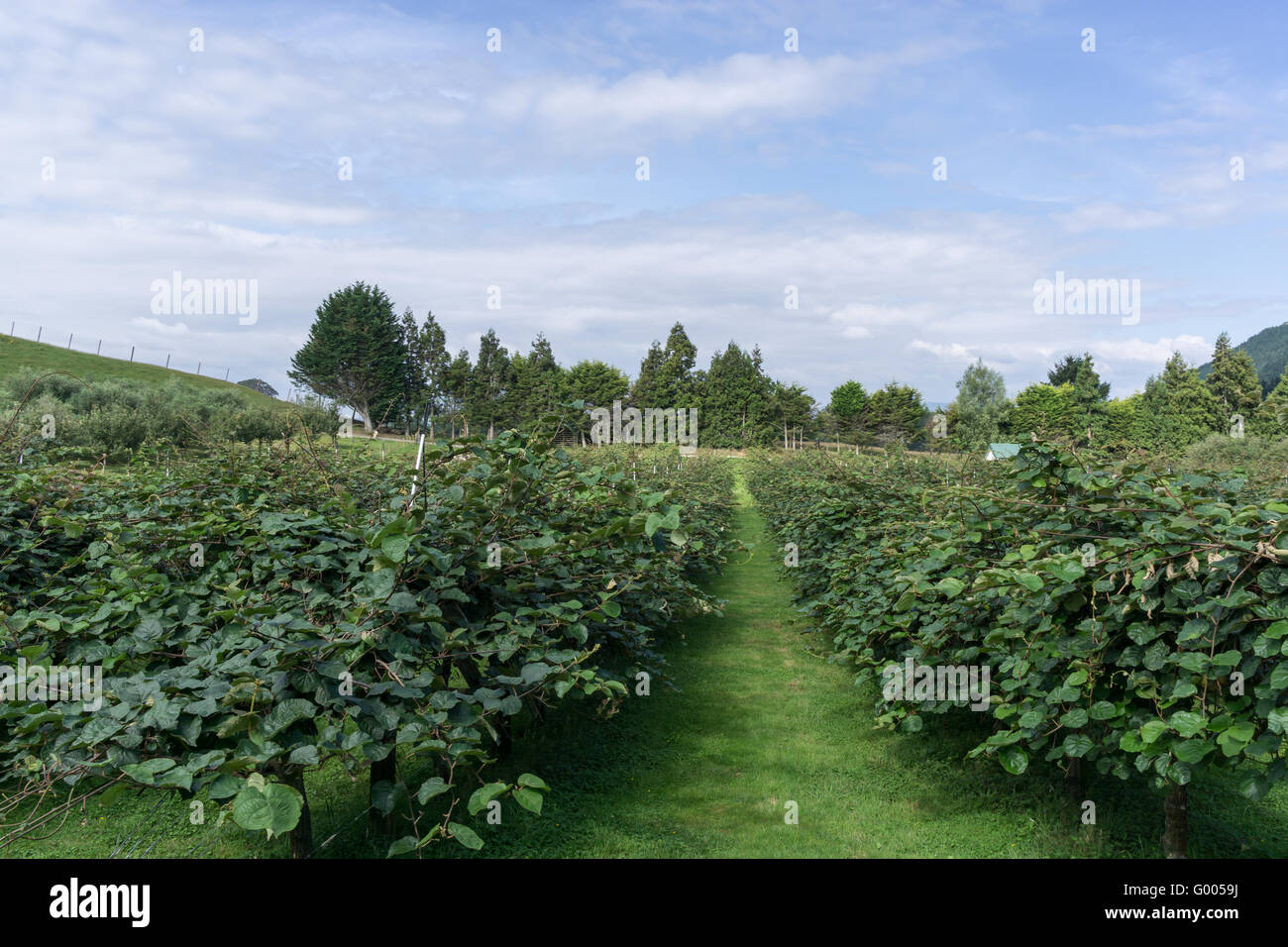 agrodome farm tour Stock Photo - Alamy