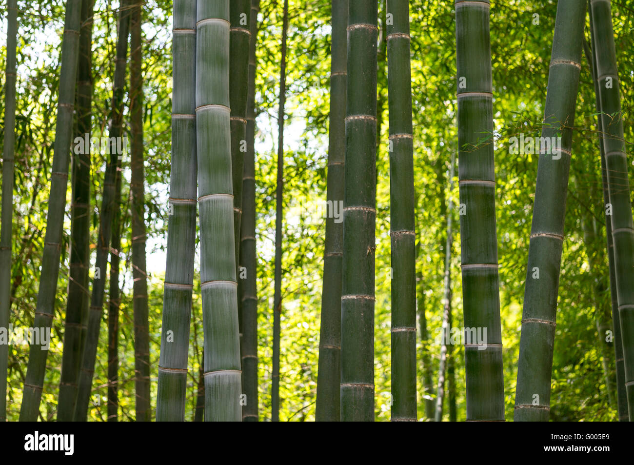 Damyang bamboo forest hi-res stock photography and images - Alamy