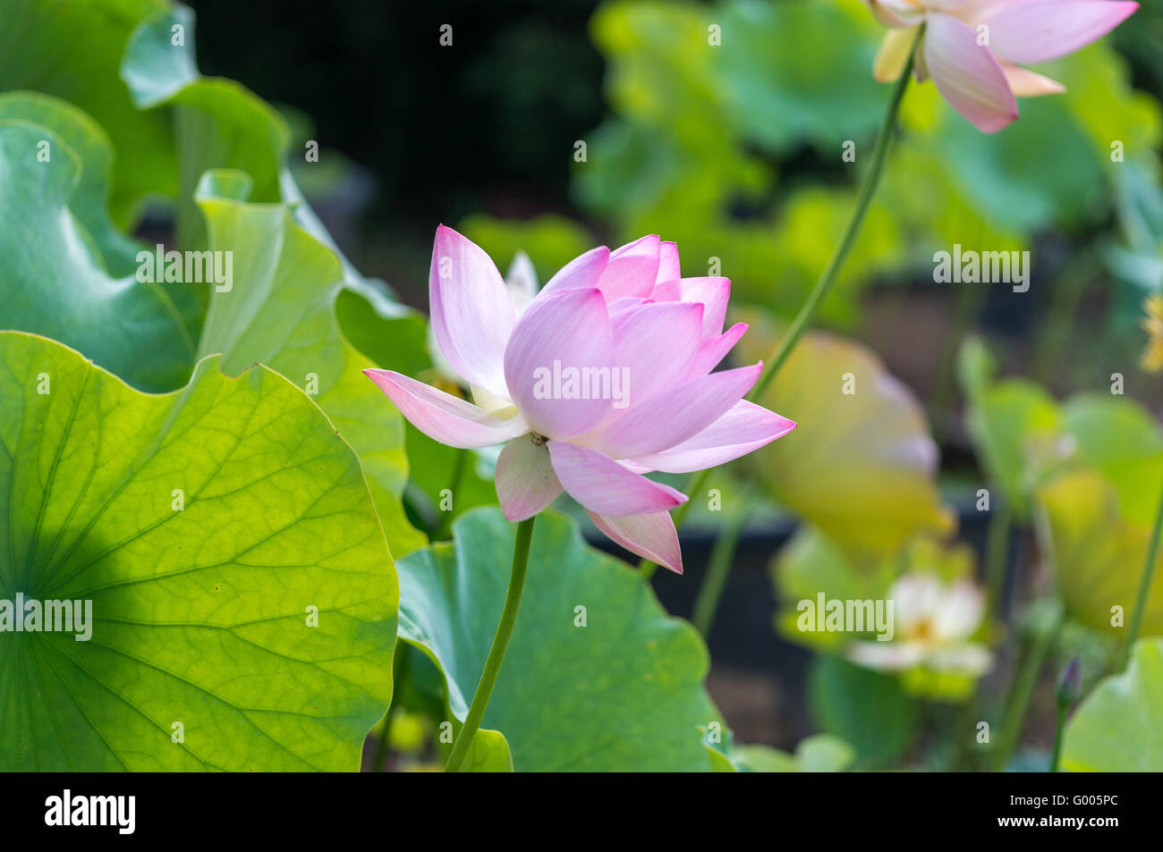 Asian lotus flower hi-res stock photography and images - Alamy