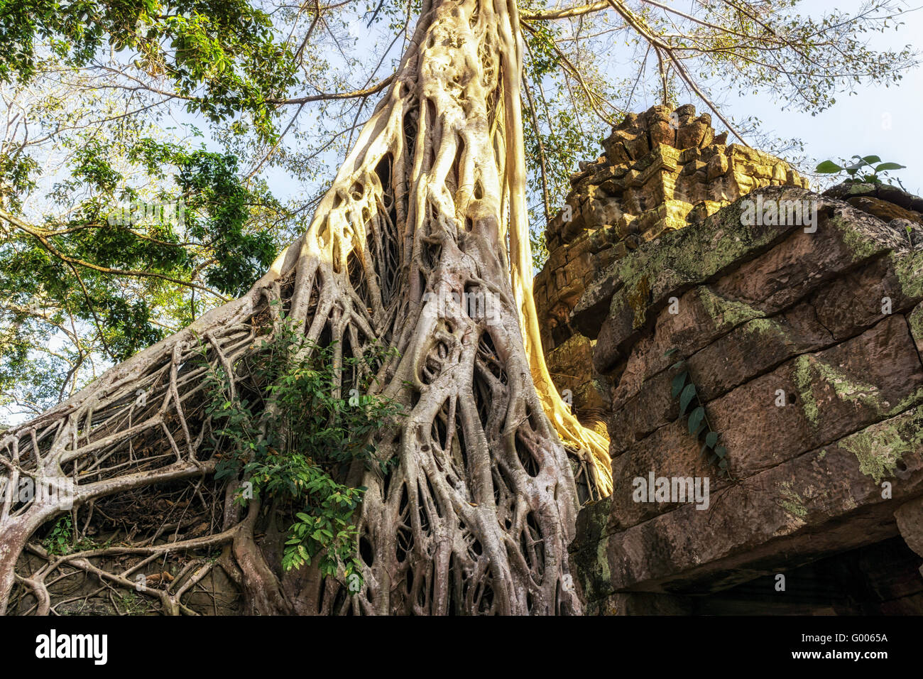 South east asian strangler fig hi-res stock photography and images - Alamy