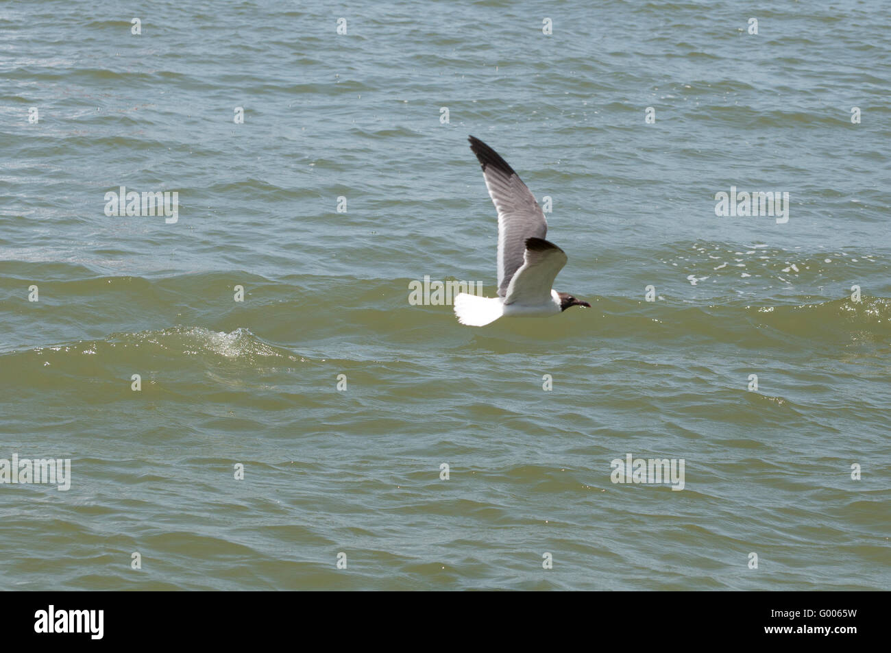 Bird at sea Stock Photo - Alamy