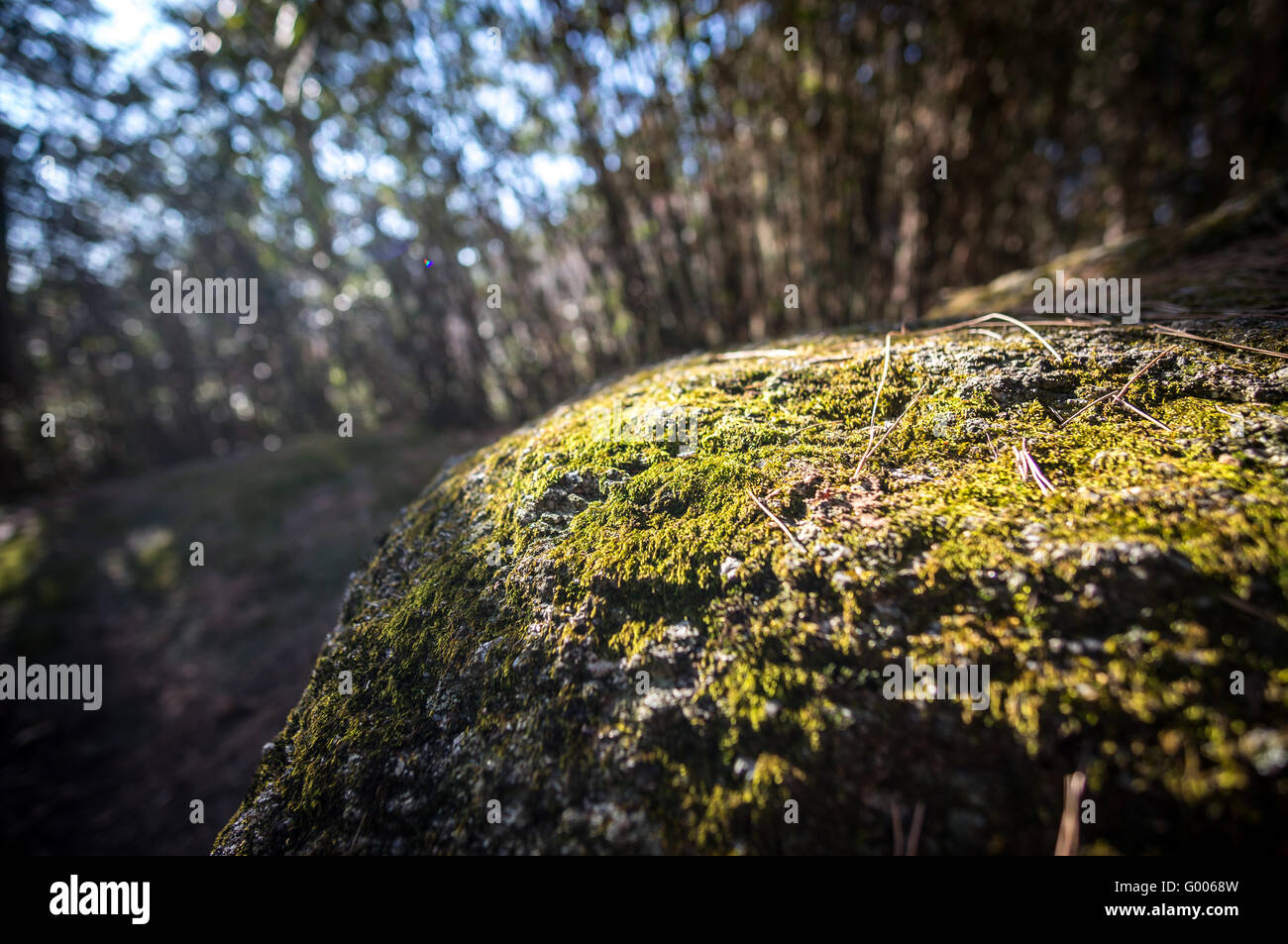 Moss on a rock Stock Photo - Alamy