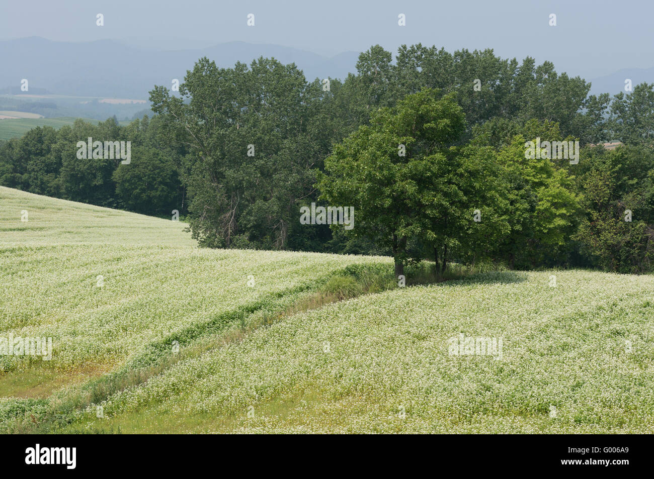 Field of buck wheat Stock Photo - Alamy