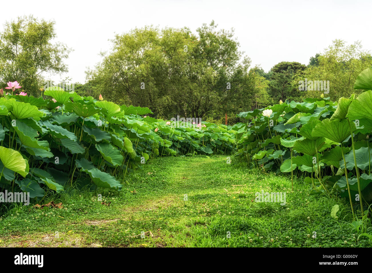 Lotus flower pond Stock Photo - Alamy
