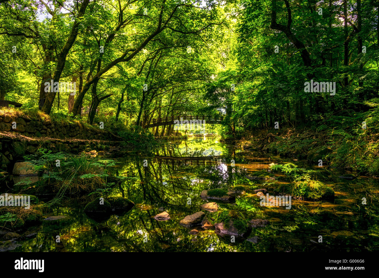Summer foliage reflections Stock Photo - Alamy