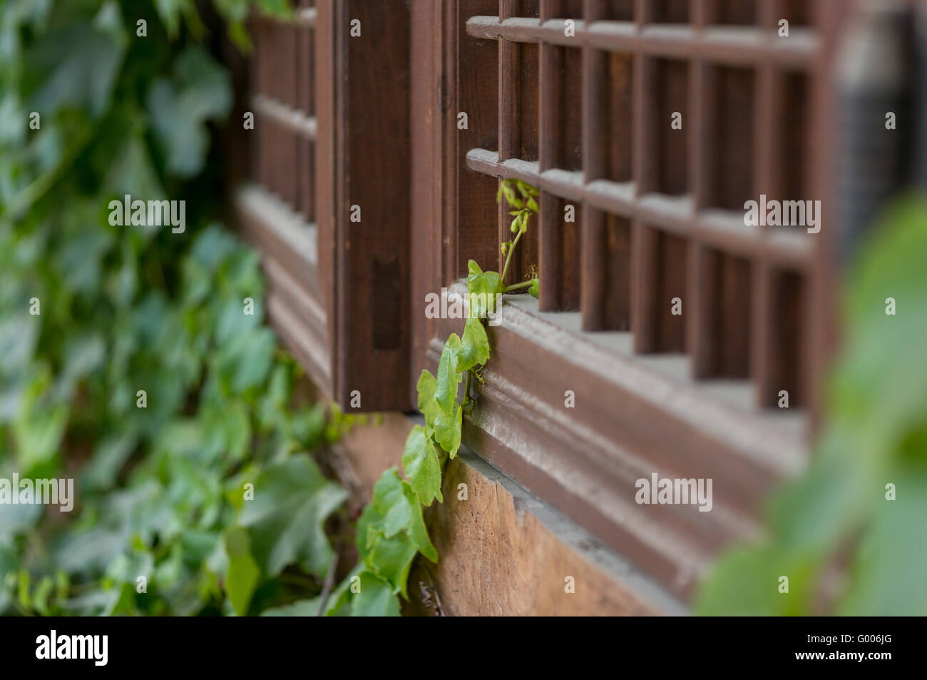 Vines on exterior wall old hi-res stock photography and images - Alamy