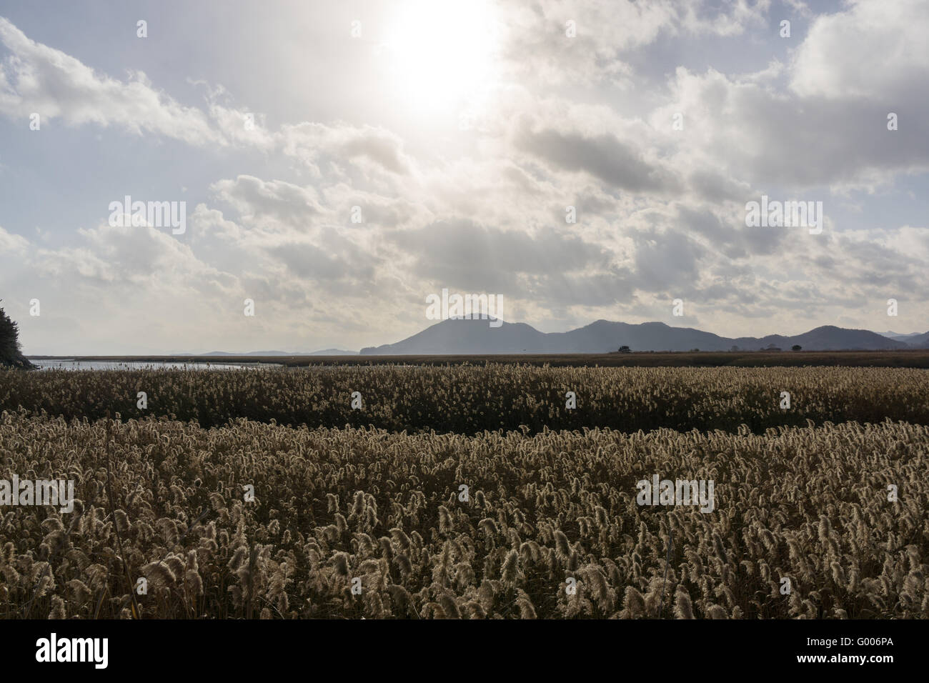 Suncheonman hi-res stock photography and images - Alamy