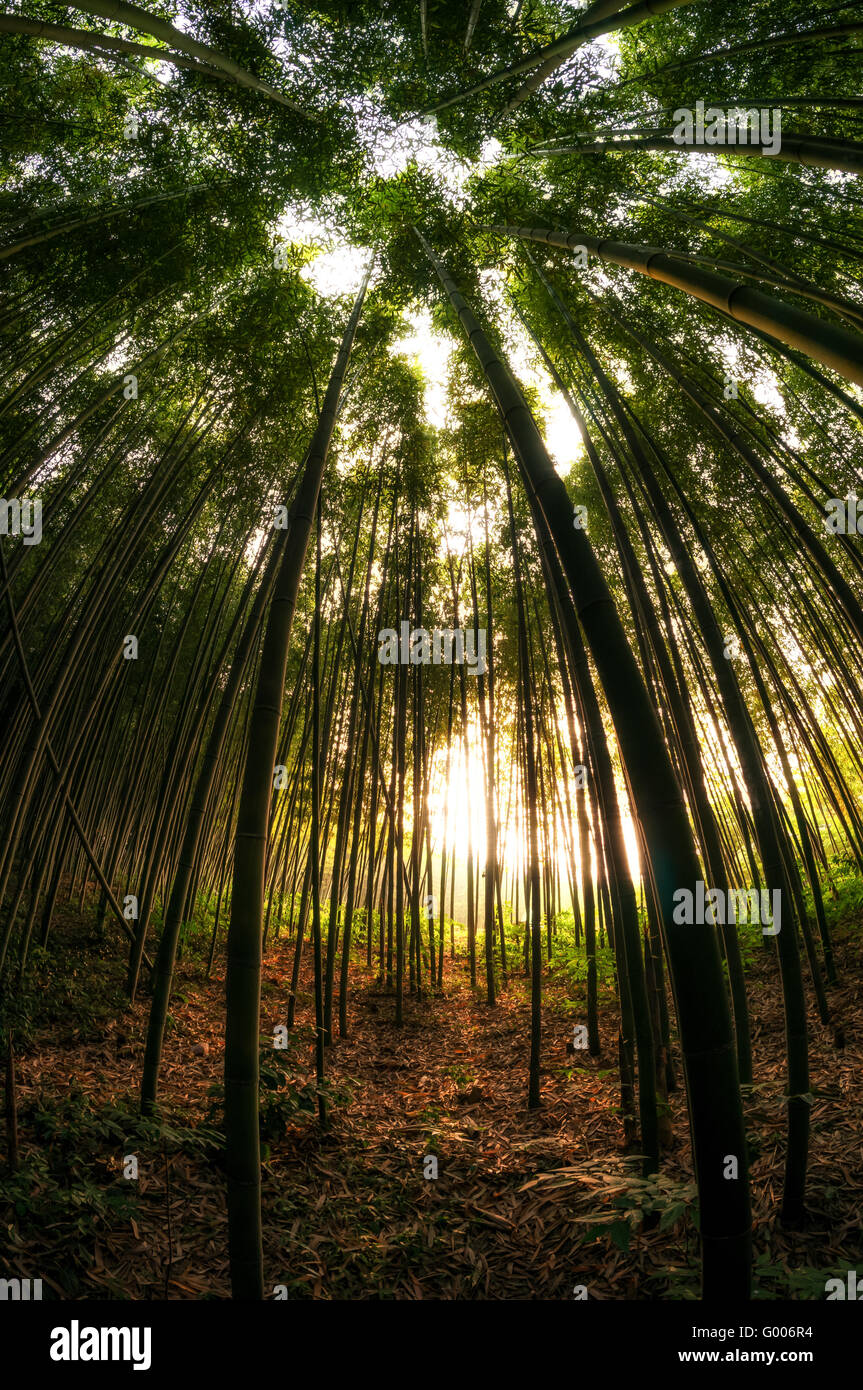 Bamboo grove japan sunrise hi-res stock photography and images - Alamy
