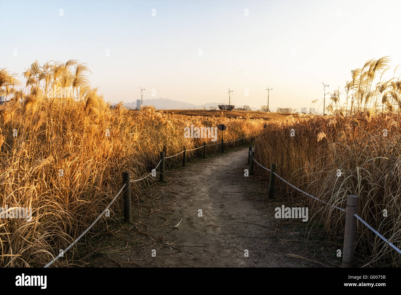 Wild reeds in haneul park Stock Photo - Alamy
