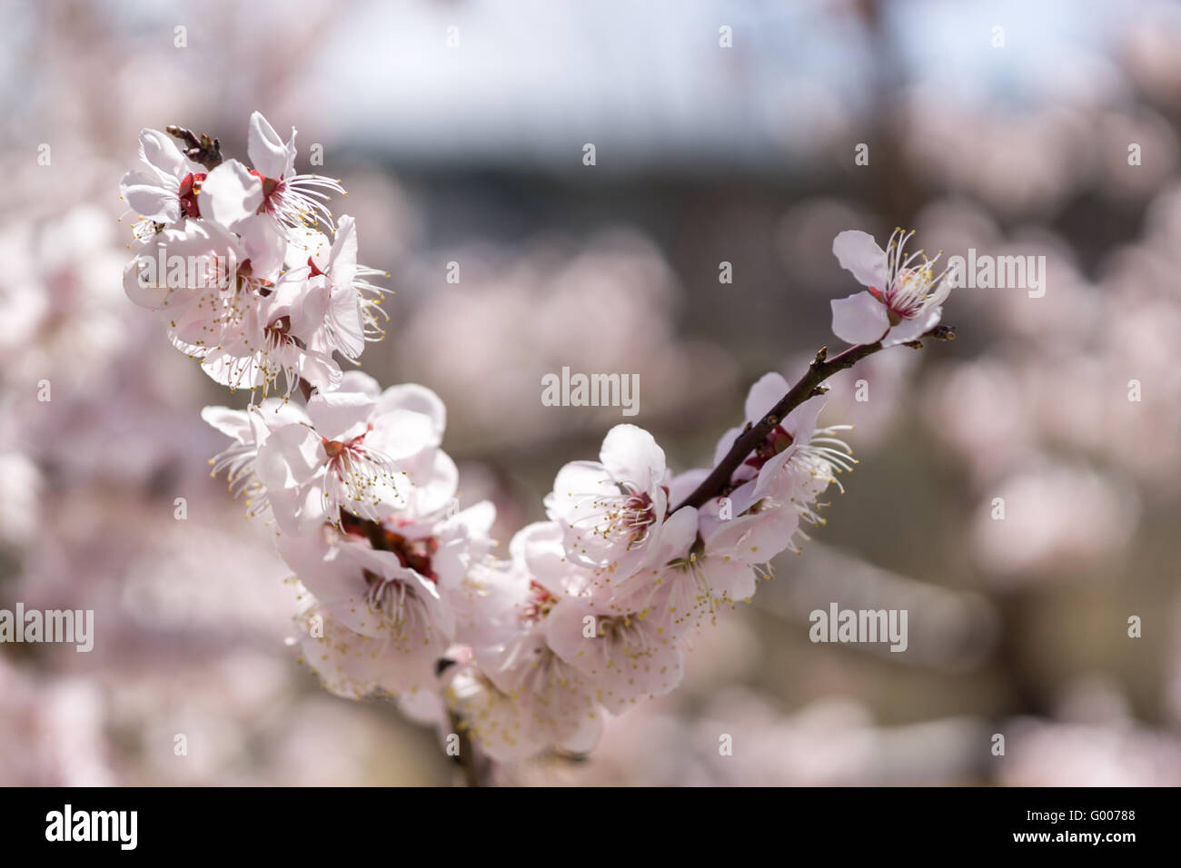 Korea plum flowers hi-res stock photography and images - Alamy