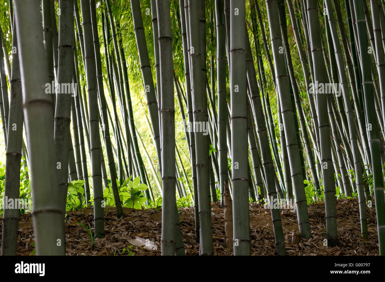 Damyang bamboo forest hi-res stock photography and images - Alamy