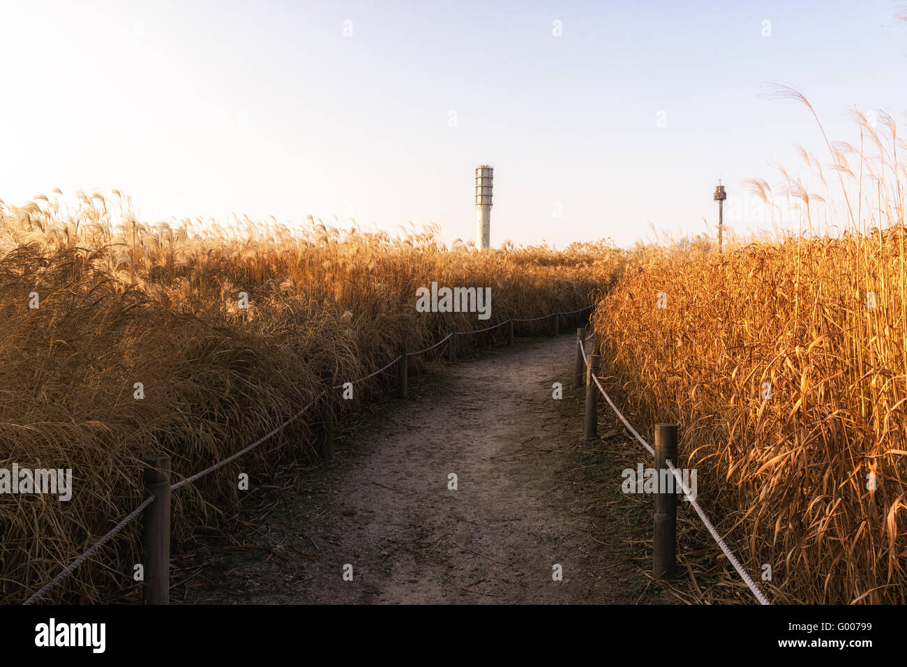 Wild reeds in haneul park Stock Photo - Alamy