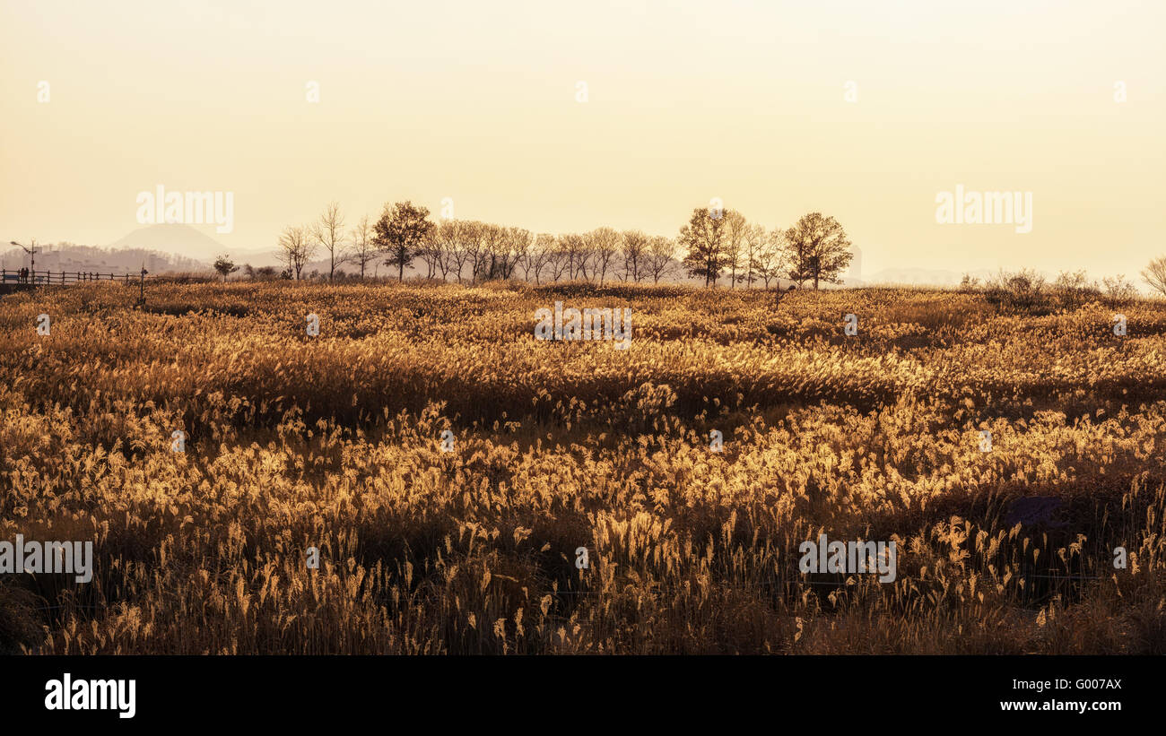 Wild reeds in haneul park Stock Photo - Alamy