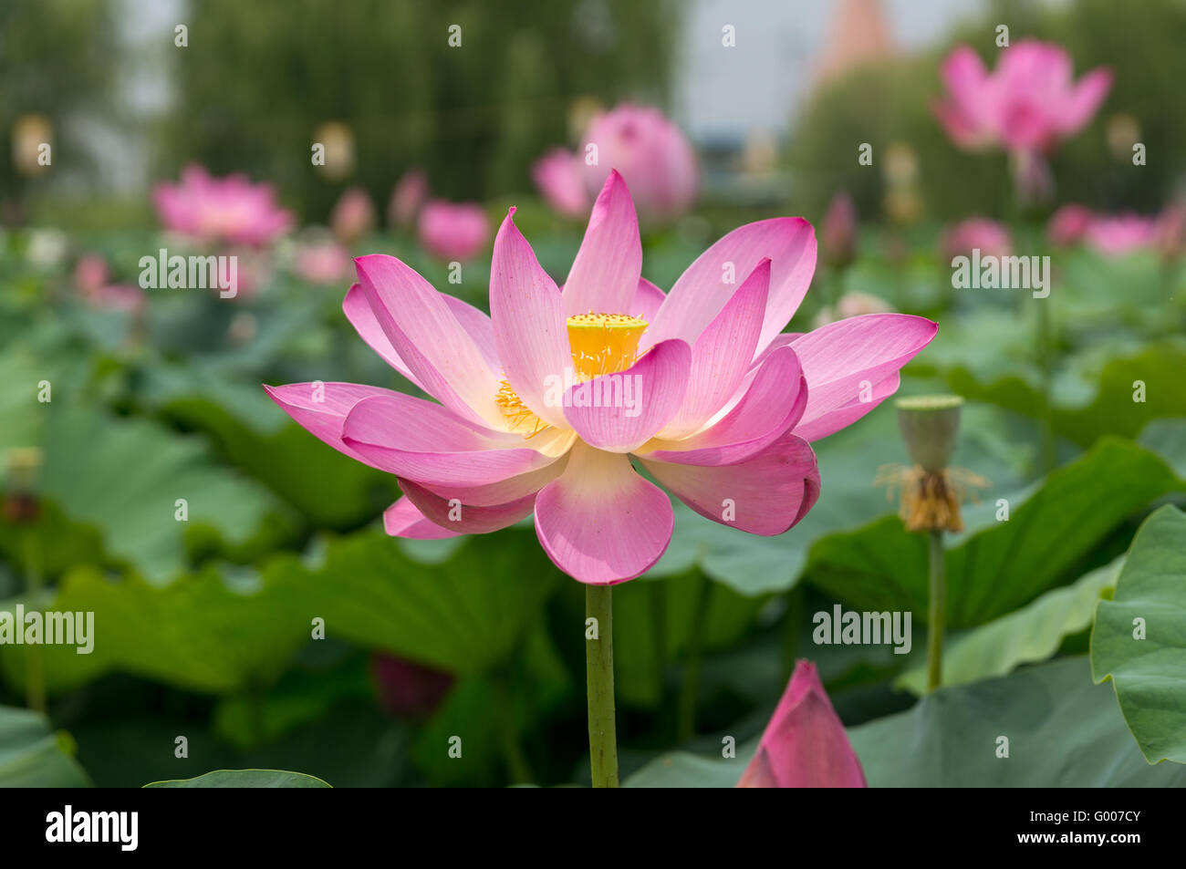 Lotus Flower Pond Price at Maddison Loch blog