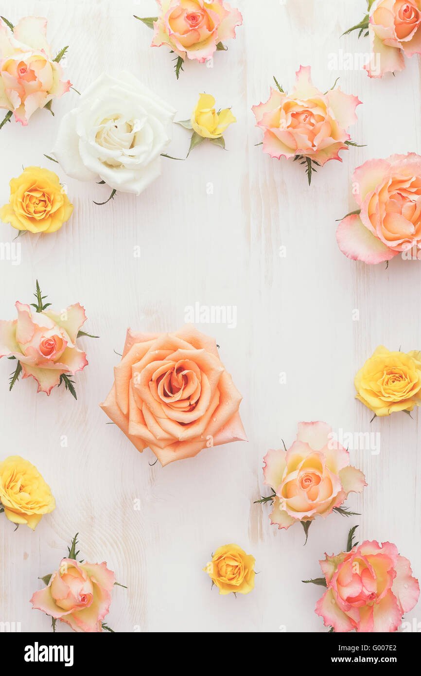 Assorted fresh roses heads. Different natural soft color roses as a ...