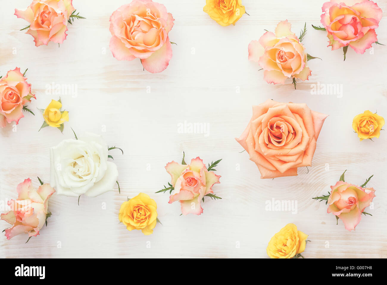 Rose flower background. Natural rose flowers on rustic background with ...