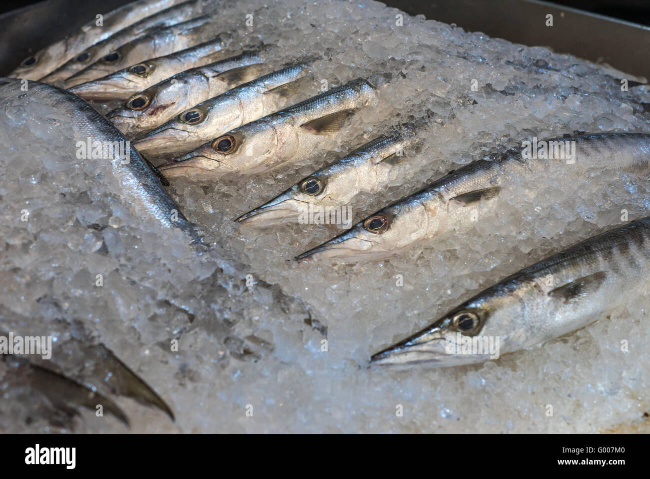 Fresh barracuda fish market hi-res stock photography and images - Alamy