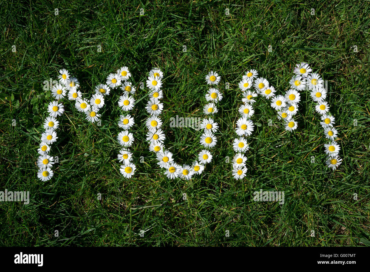 Word made out of wild daisies (bellis perennis) on green grassy ...