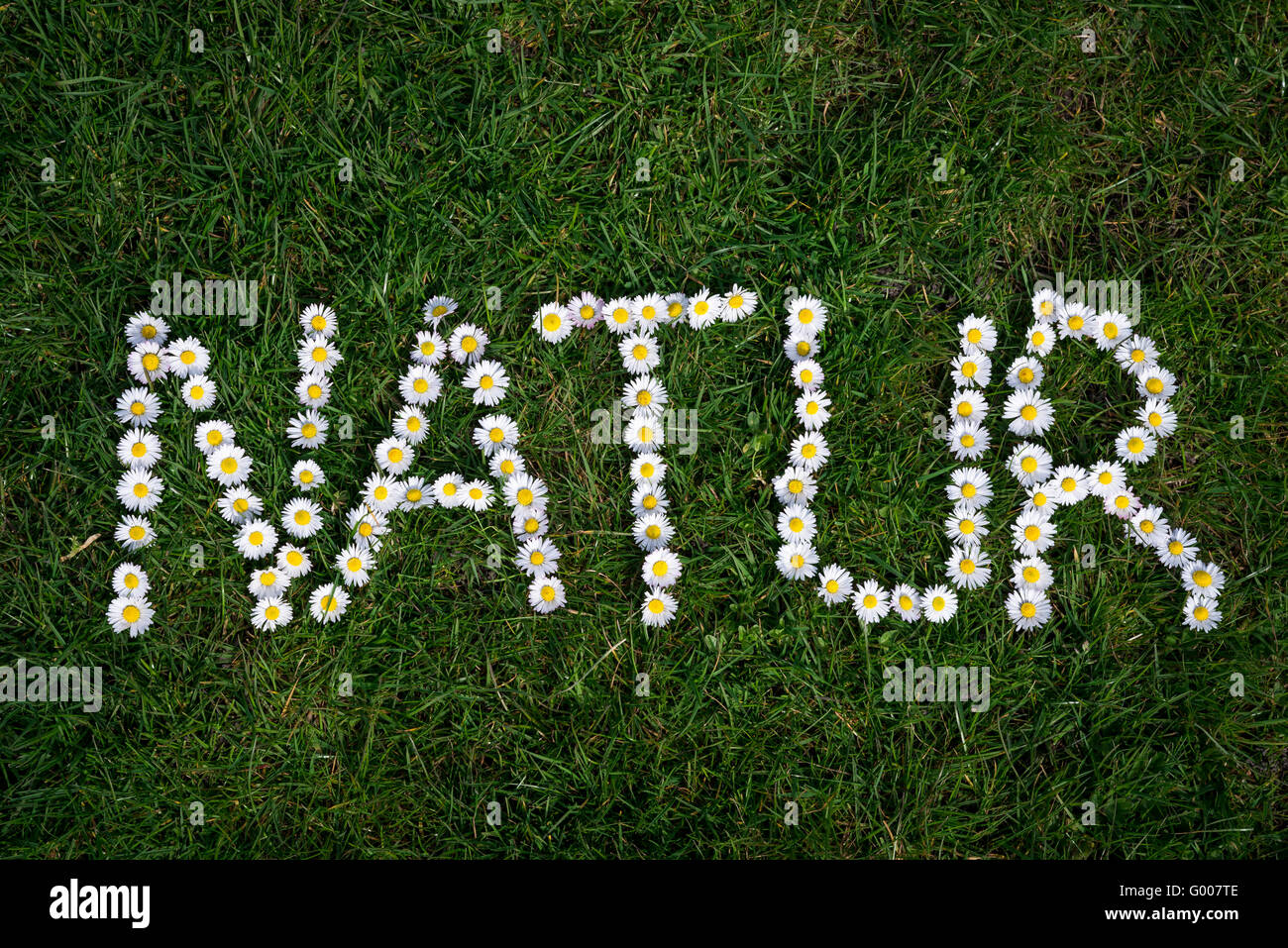 Word made out of wild daisies (bellis perennis) on green grassy ...